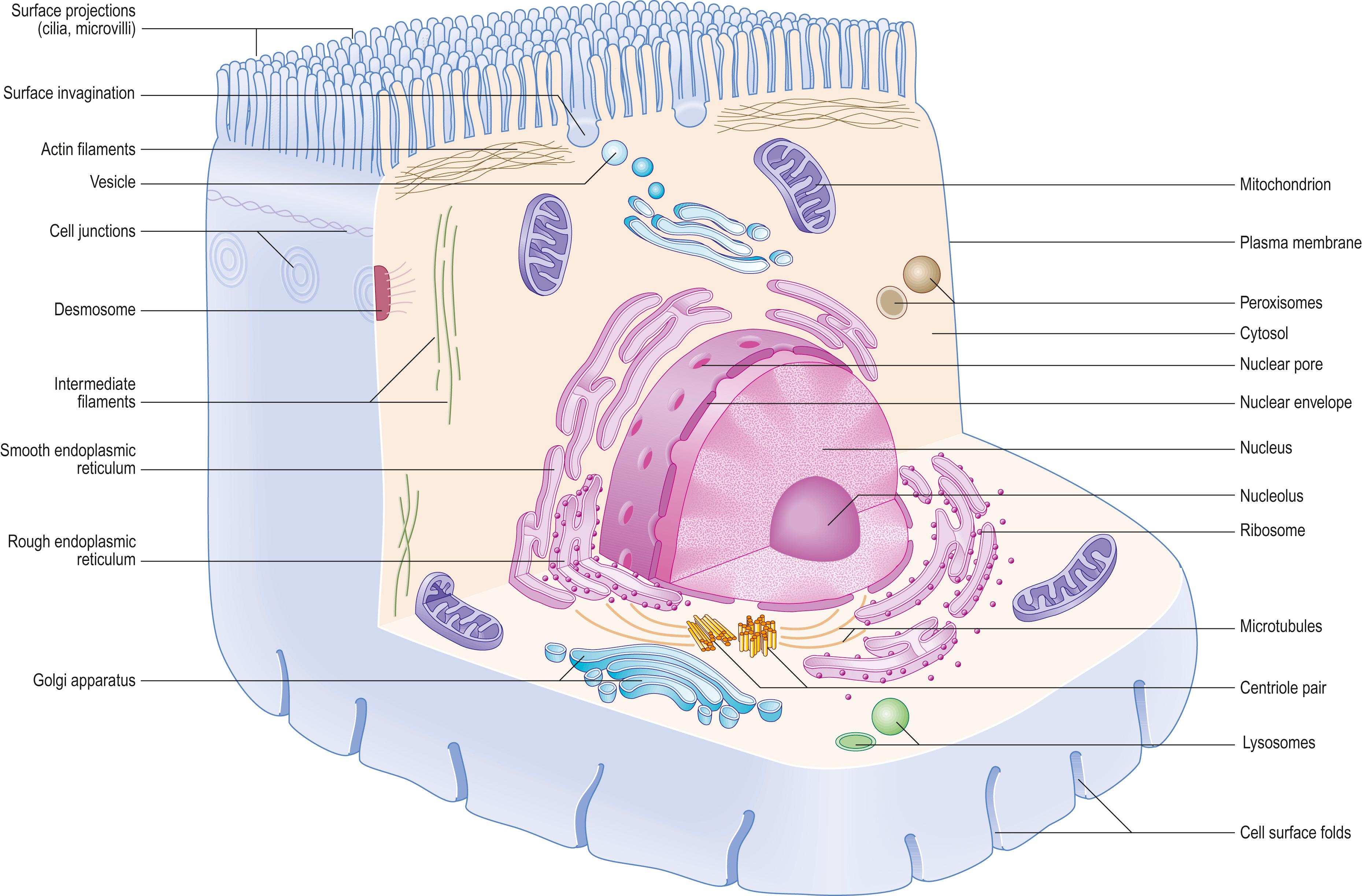 Basic structure and function of cells - Clinical Tree