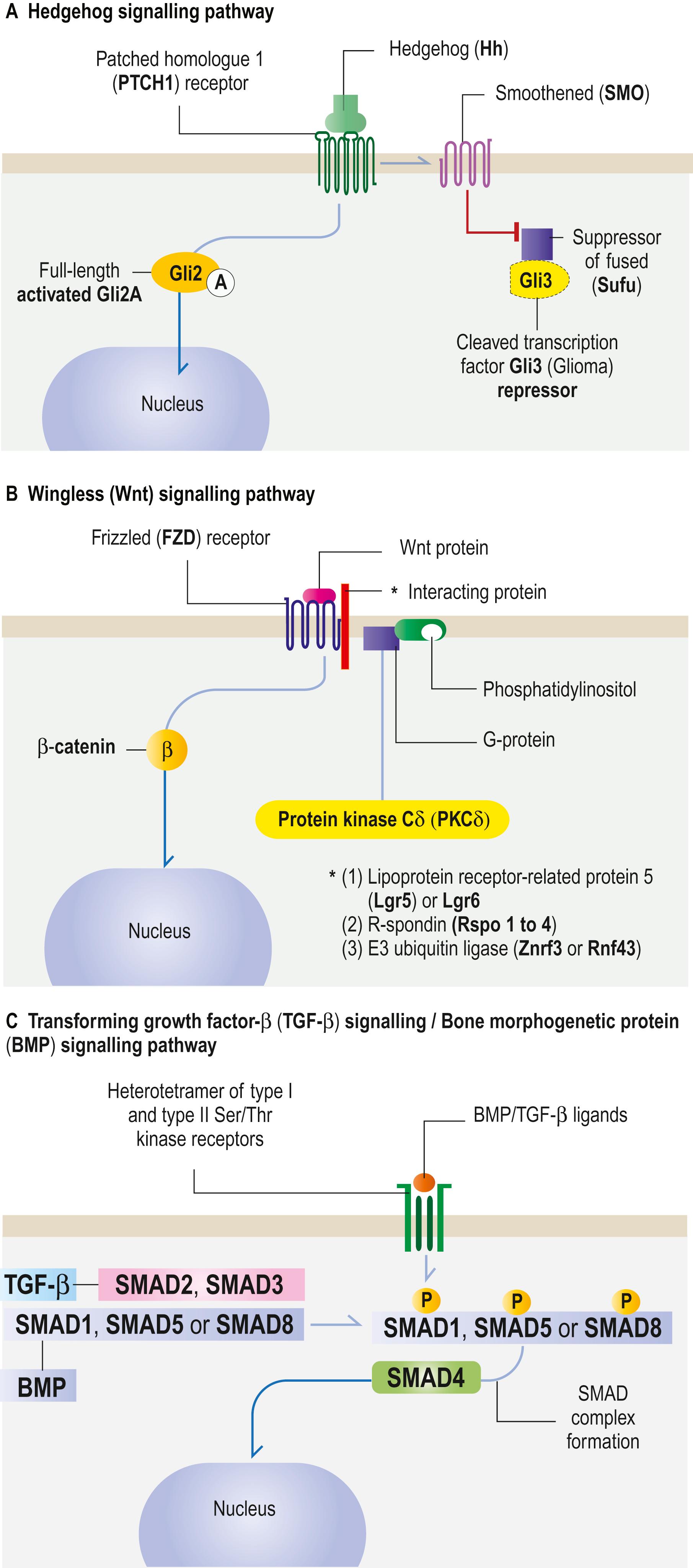 Basic structure and function of cells - Clinical Tree