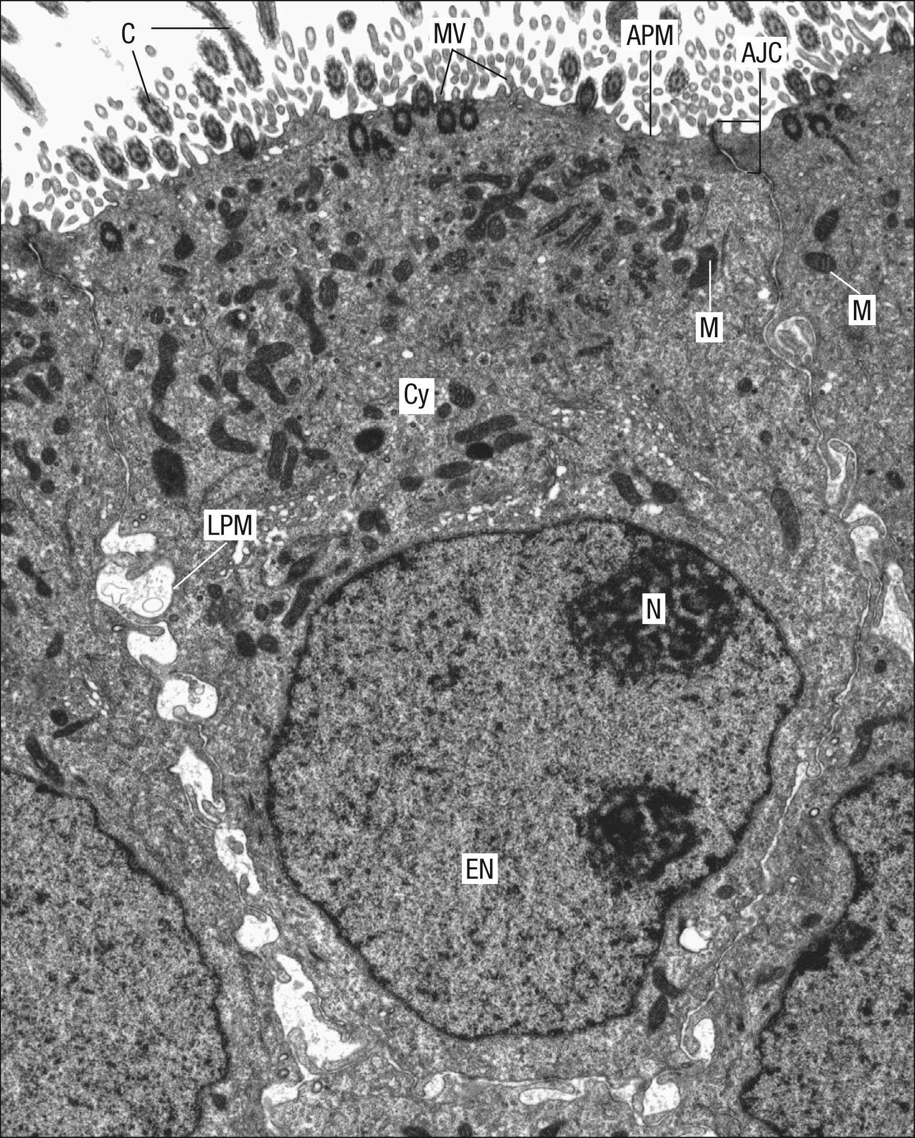 Basic structure and function of cells - Clinical Tree
