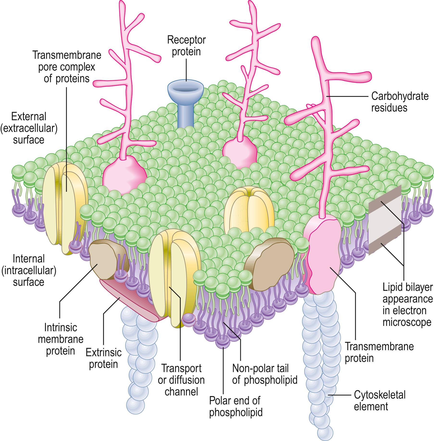 Basic structure and function of cells - Clinical Tree
