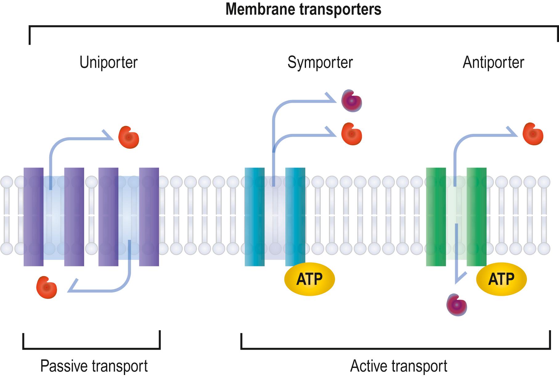 Basic structure and function of cells - Clinical Tree