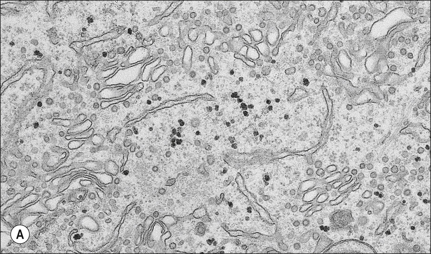 Basic structure and function of cells - Clinical Tree