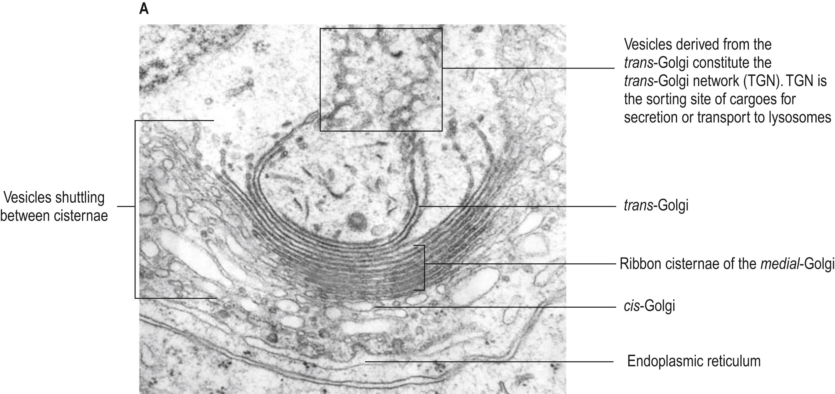 Basic structure and function of cells - Clinical Tree