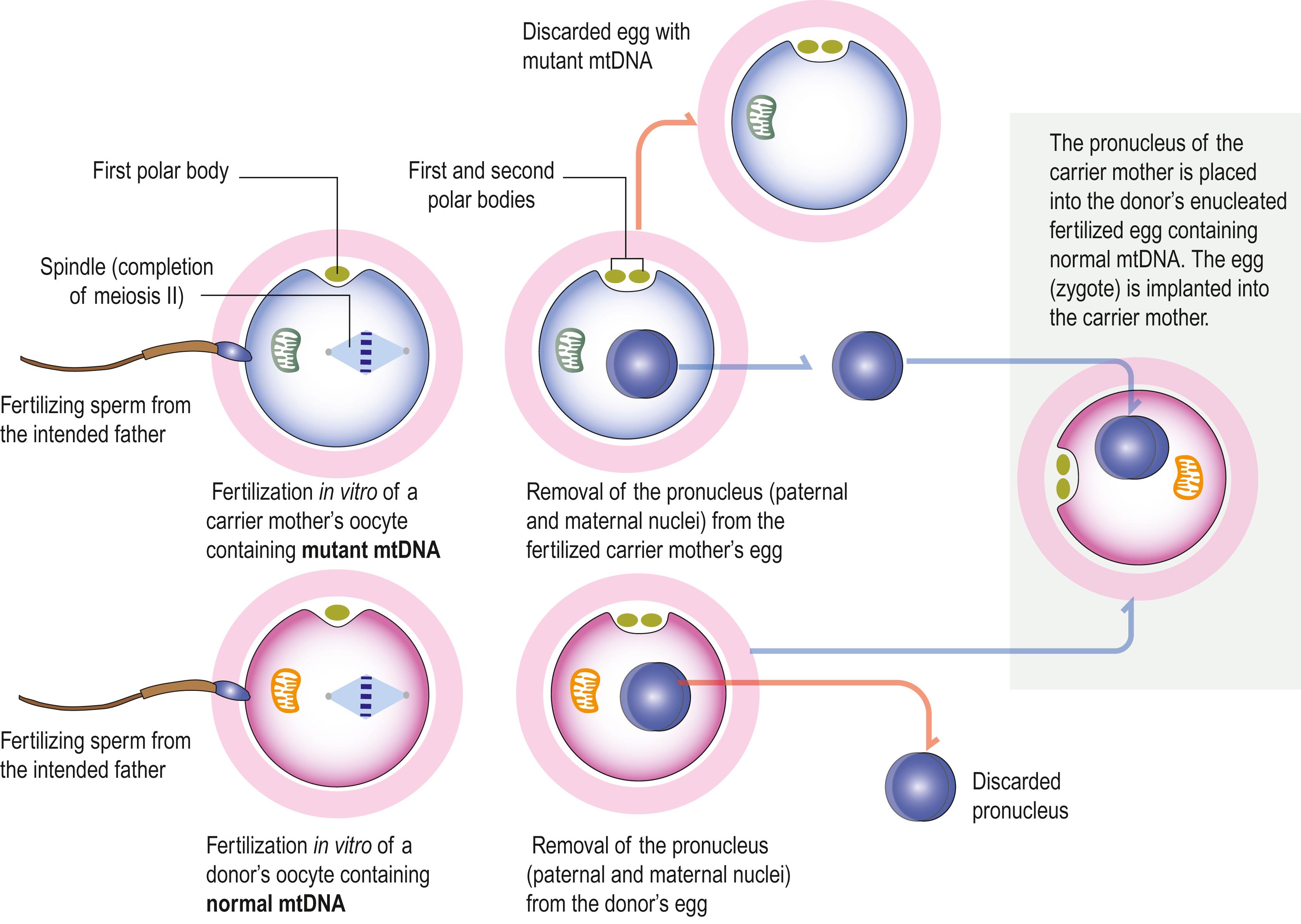 Basic structure and function of cells - Clinical Tree