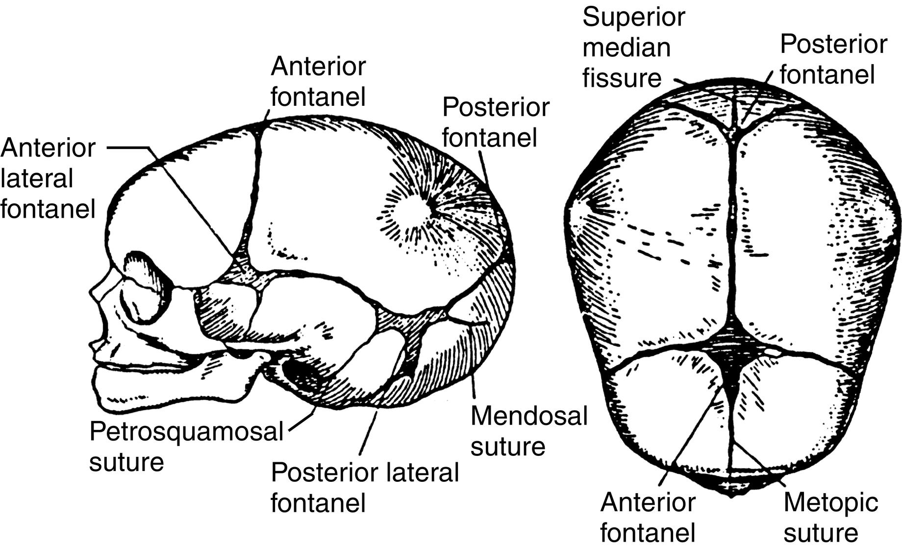Behavior and development - Clinical Tree