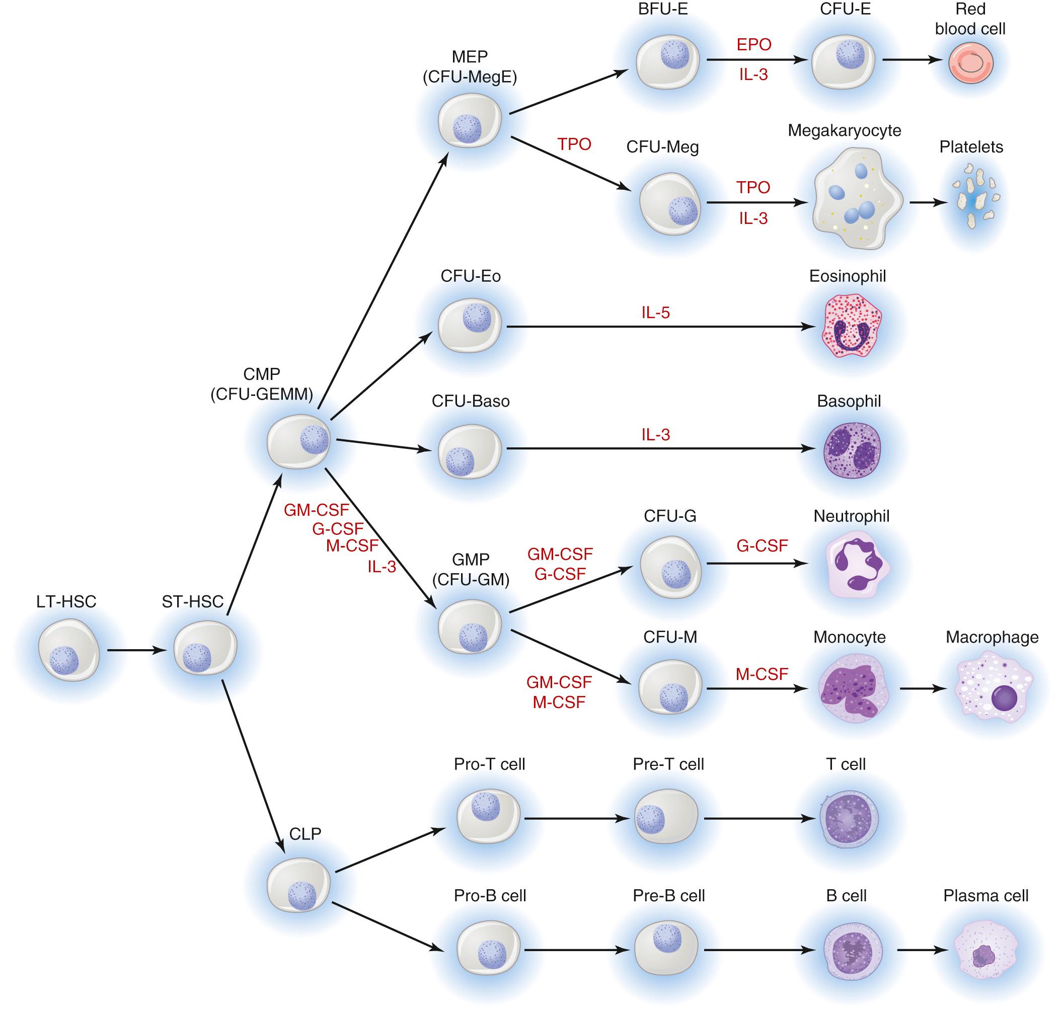 Blood - Clinical Tree