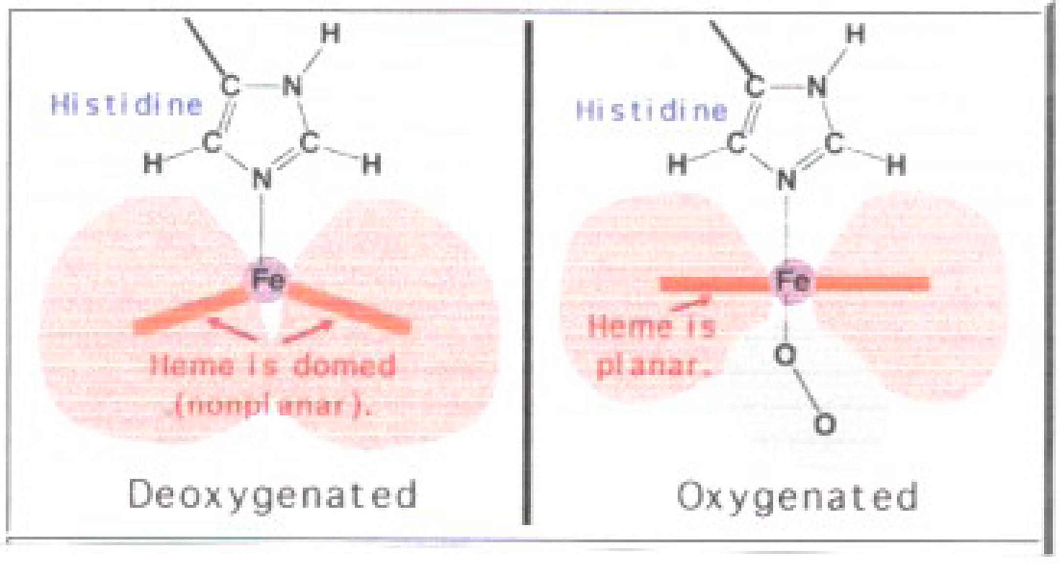 Blood and Lymphatic System - Clinical Tree