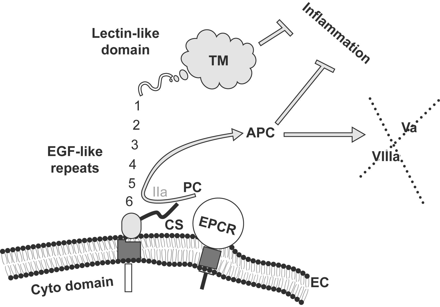 Blood and Lymphatic System - Clinical Tree