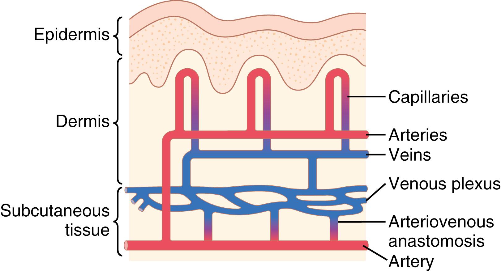 Body Temperature Regulation and Fever - Clinical Tree