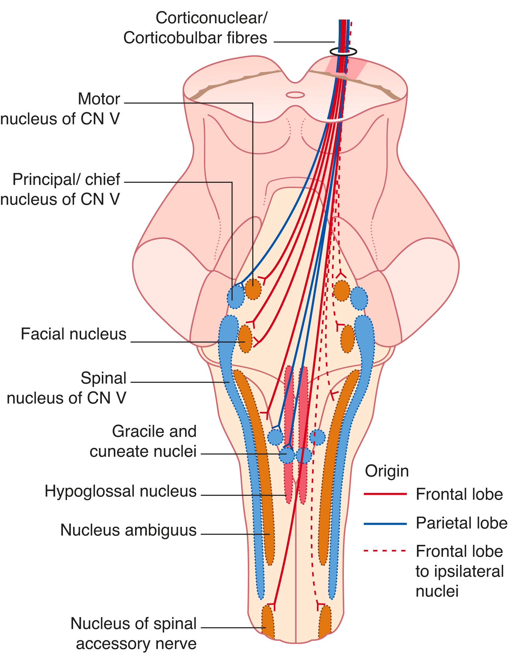 Brainstem - Clinical Tree