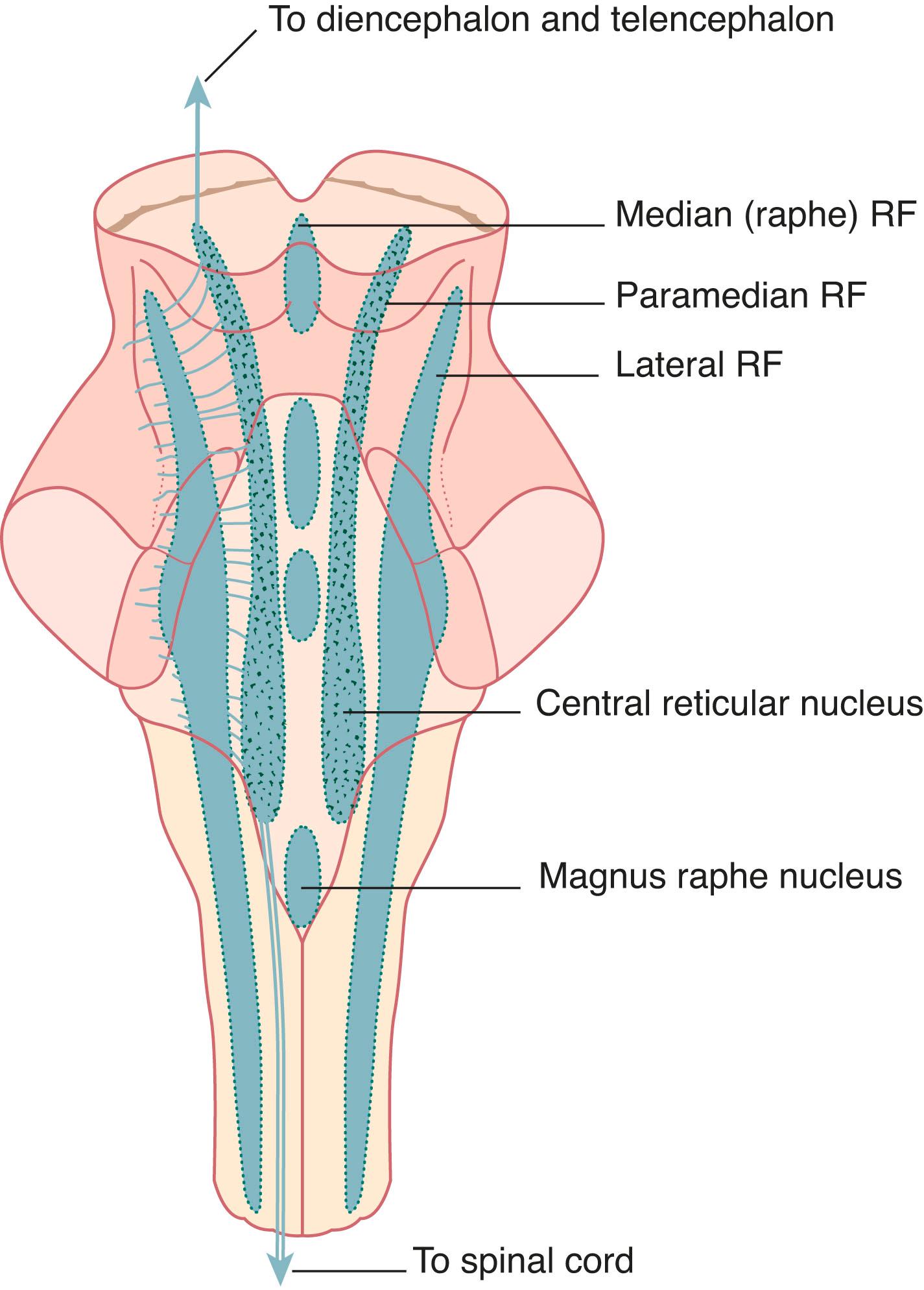 Brainstem - Clinical Tree
