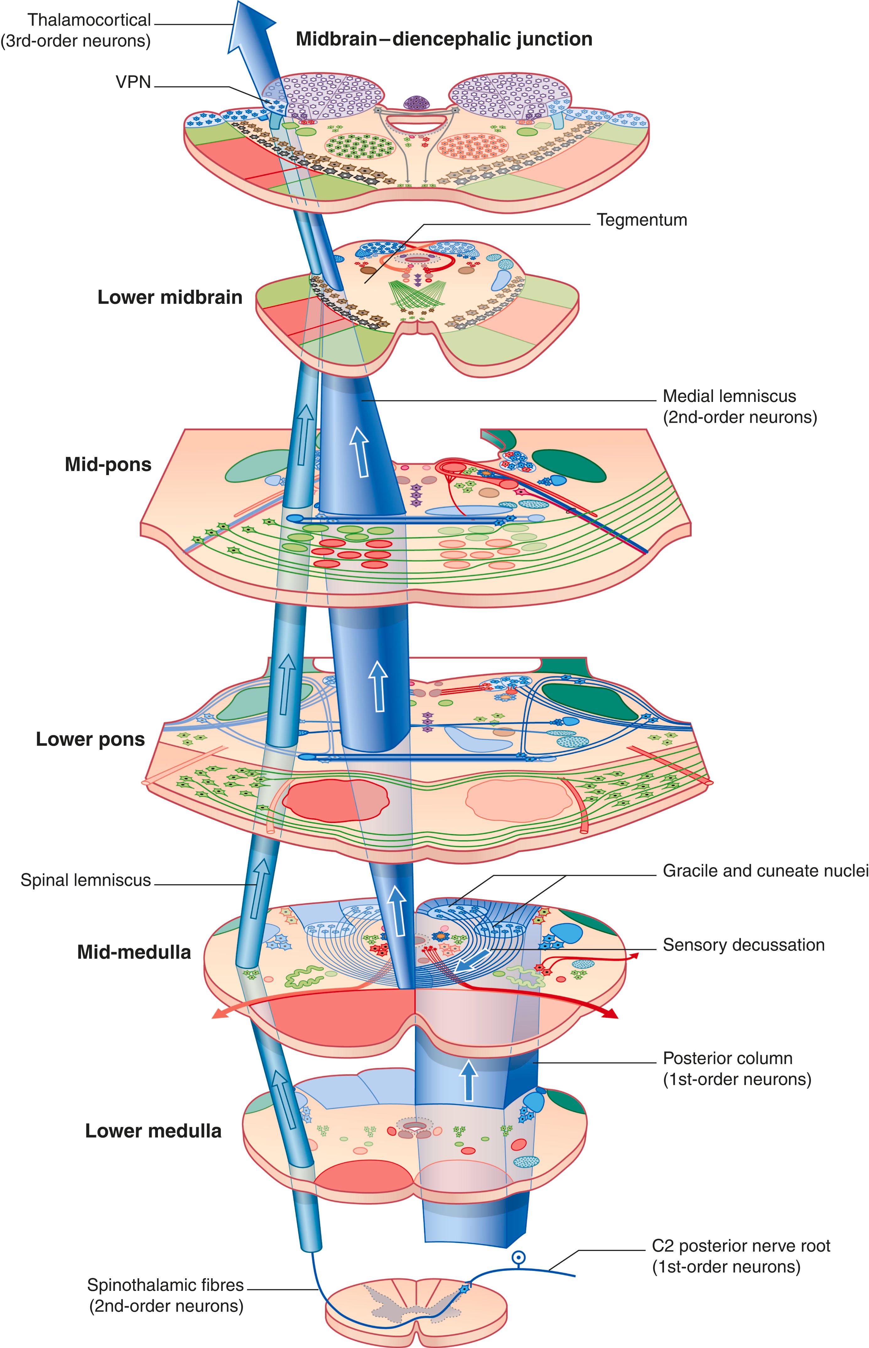 Brainstem - Clinical Tree