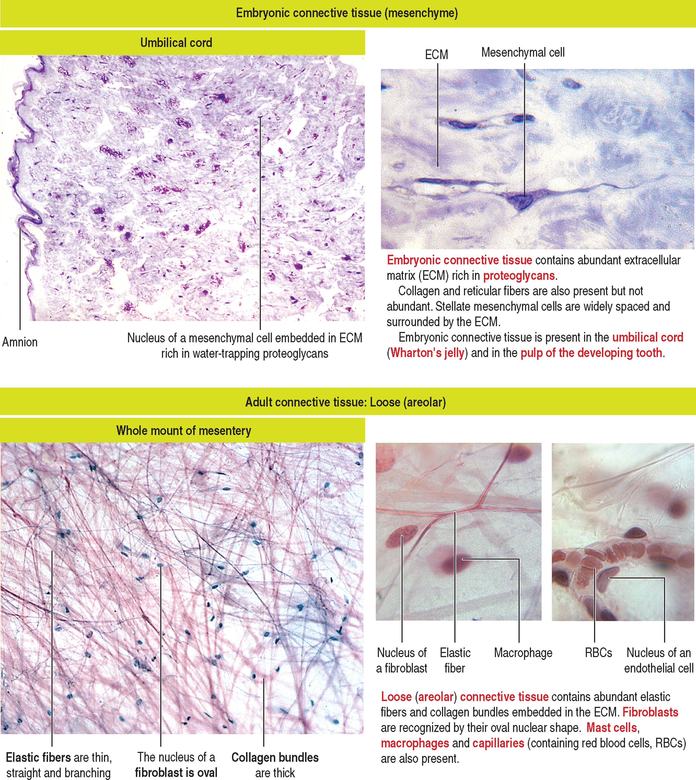 CONNECTIVE TISSUE - Clinical Tree