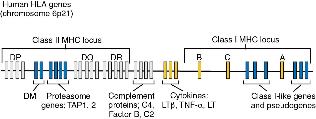 Cancer—avoiding immune detection - Clinical Tree