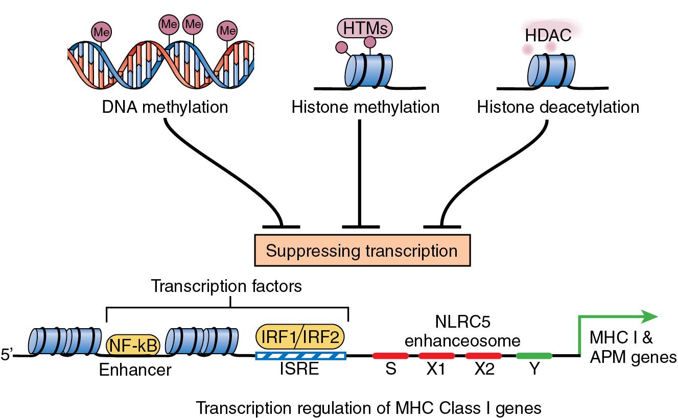 Cancer—avoiding immune detection - Clinical Tree
