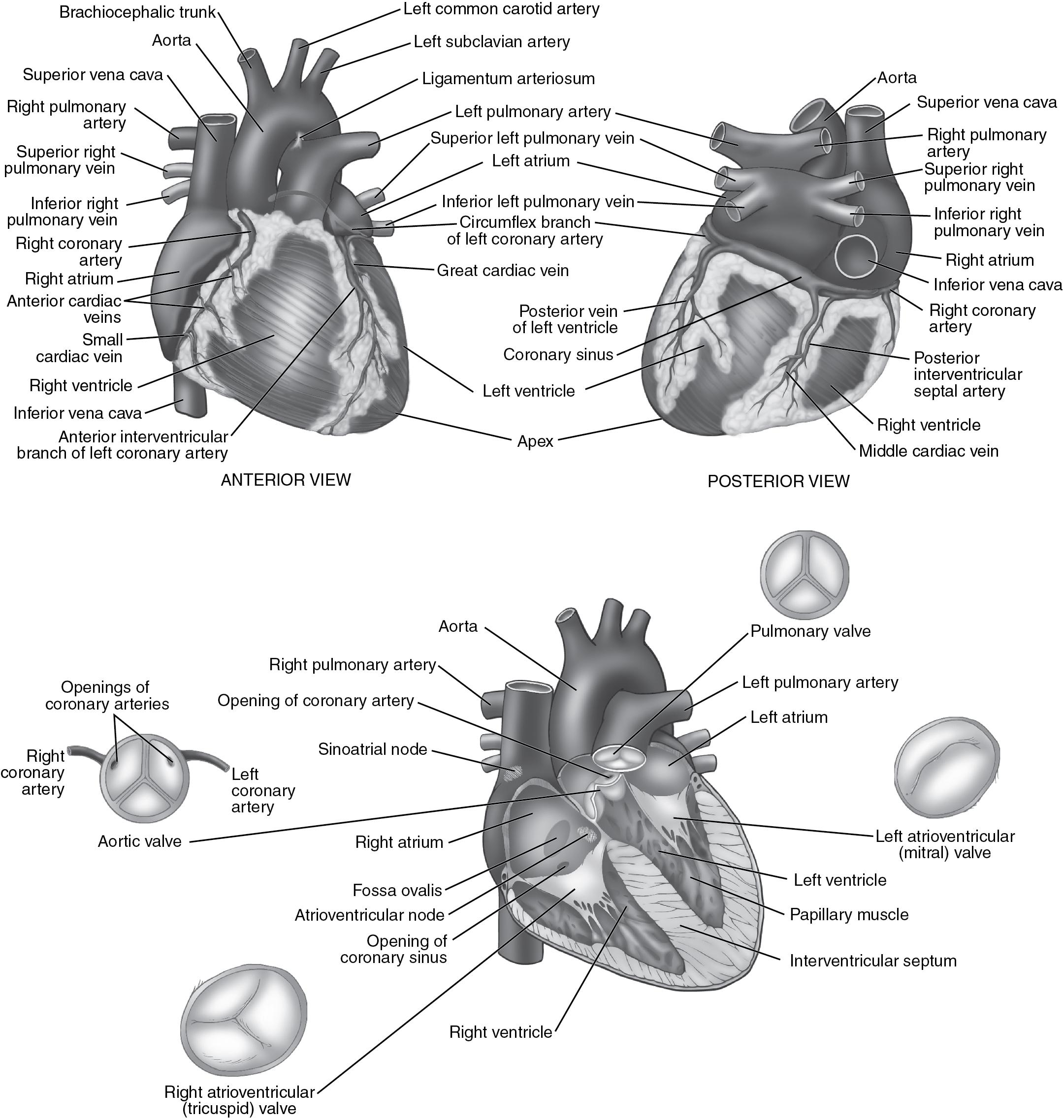 Cardiac function - Clinical Tree