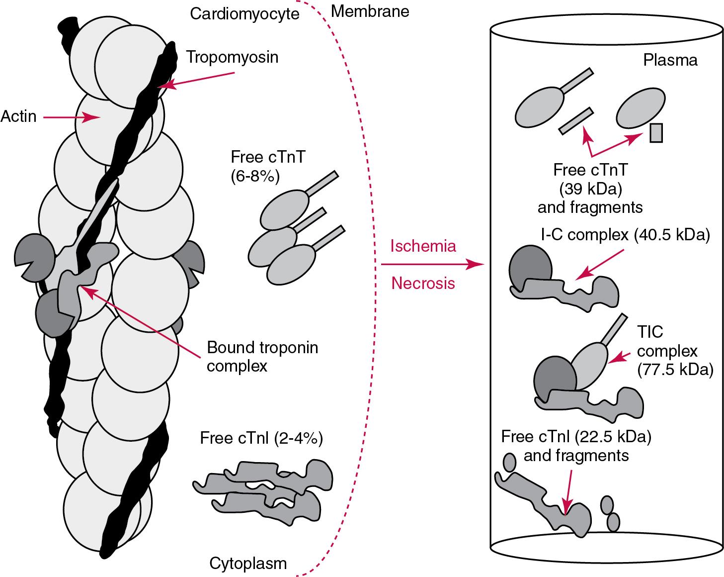 Cardiac function - Clinical Tree