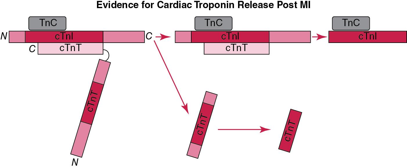 Cardiac function - Clinical Tree