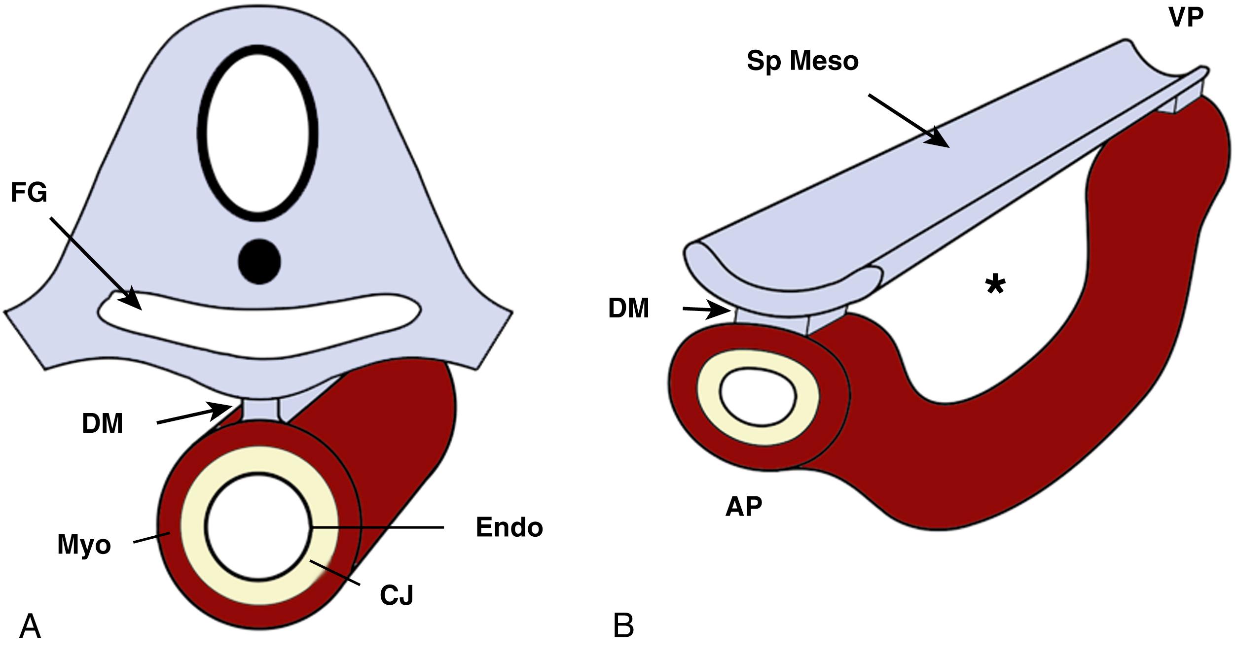 Cardiovascular Development - Clinical Tree