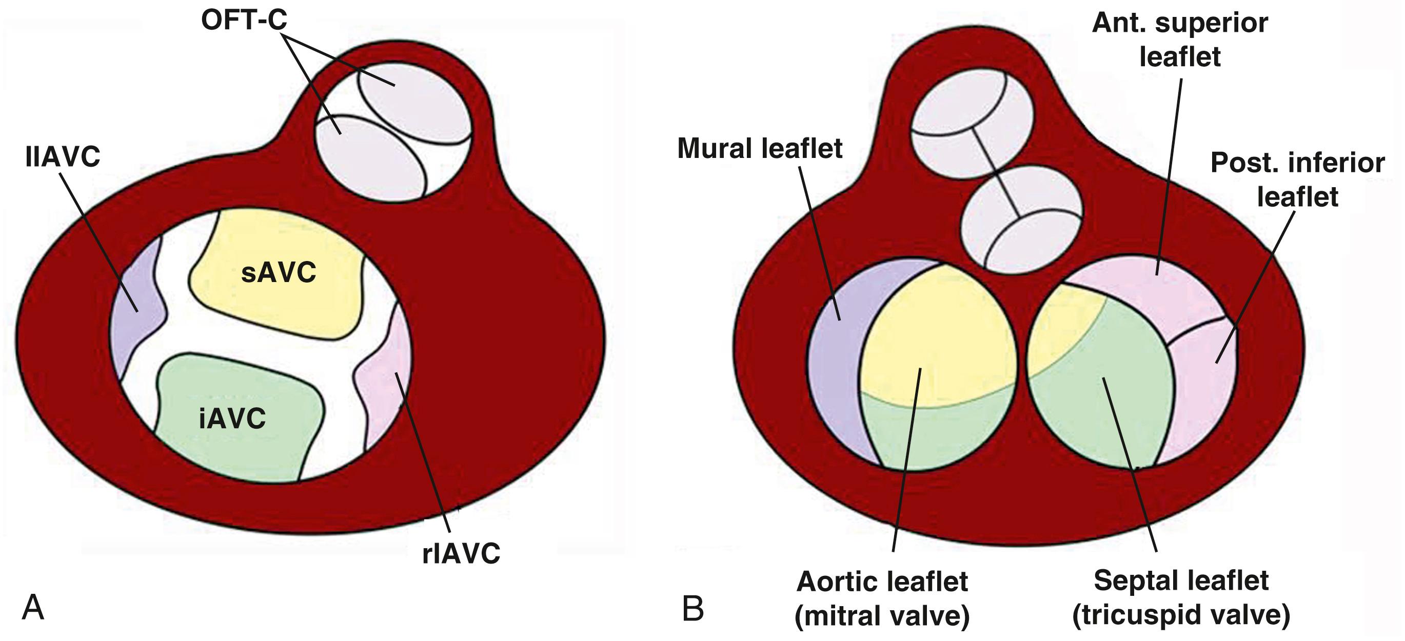 Cardiovascular Development - Clinical Tree