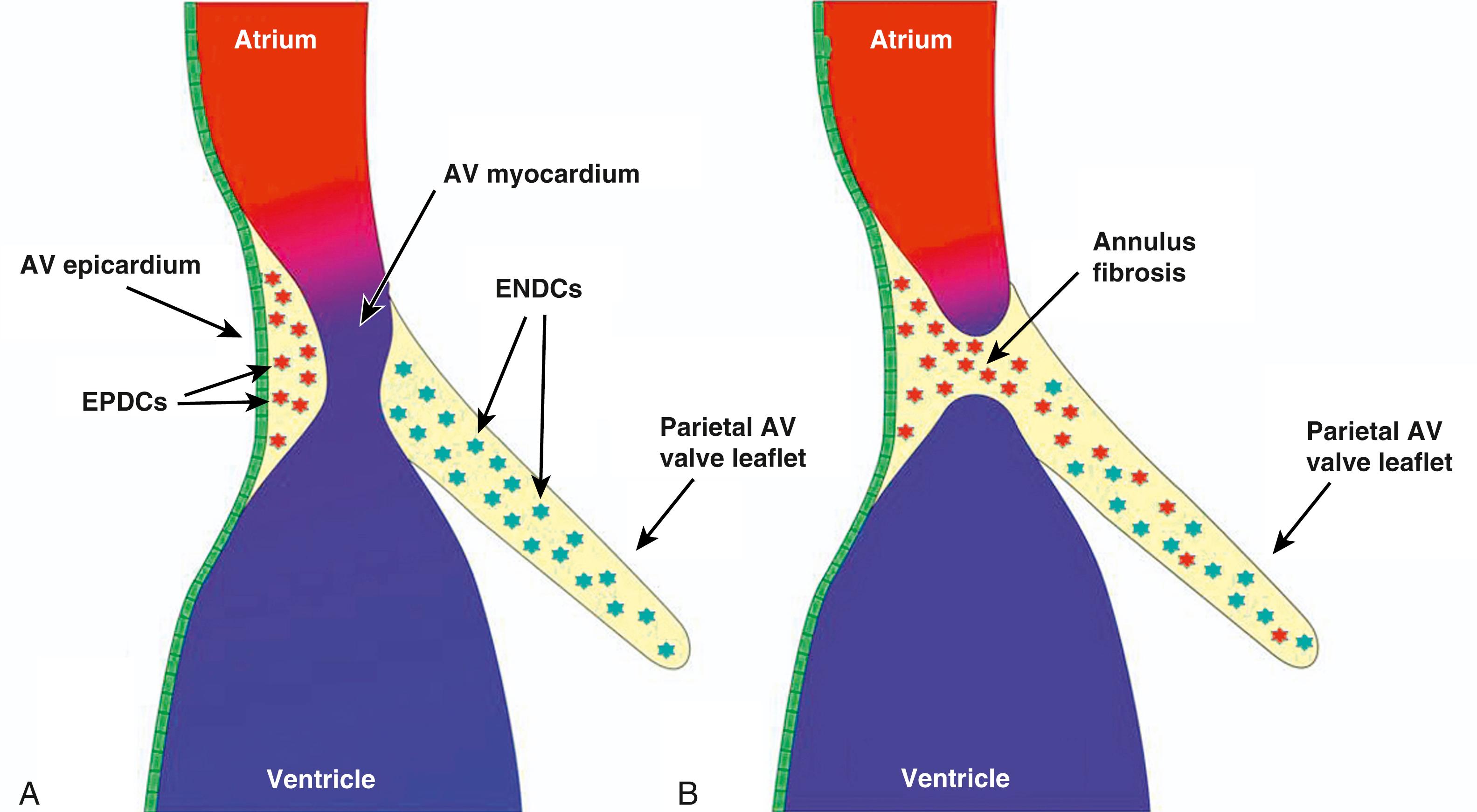 Cardiovascular Development - Clinical Tree