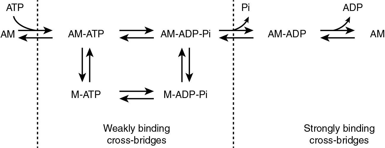 Cardiovascular physiology - Clinical Tree
