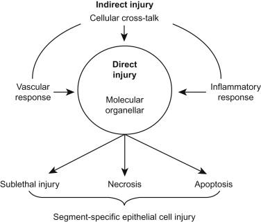 Cellular Mechanisms of Drug Nephrotoxicity - Clinical Tree