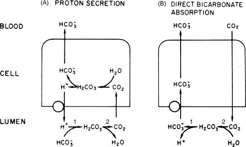 Cellular Mechanisms of Renal Tubular Acidification - Clinical Tree