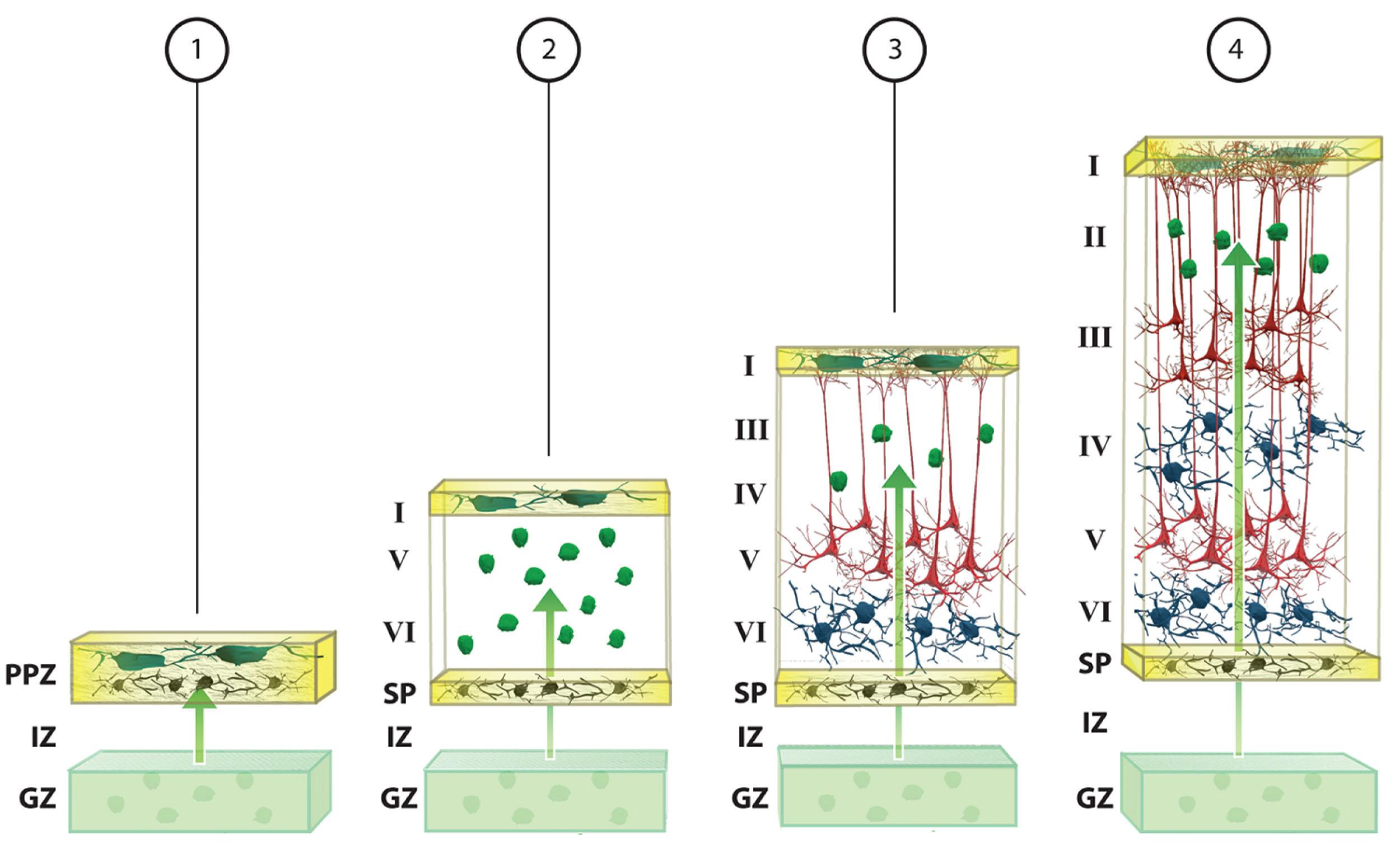 Central Nervous System Development - Clinical Tree
