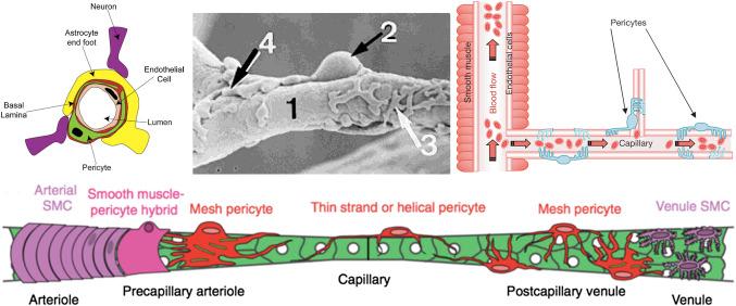 Cerebral Microcirculation - Clinical Tree