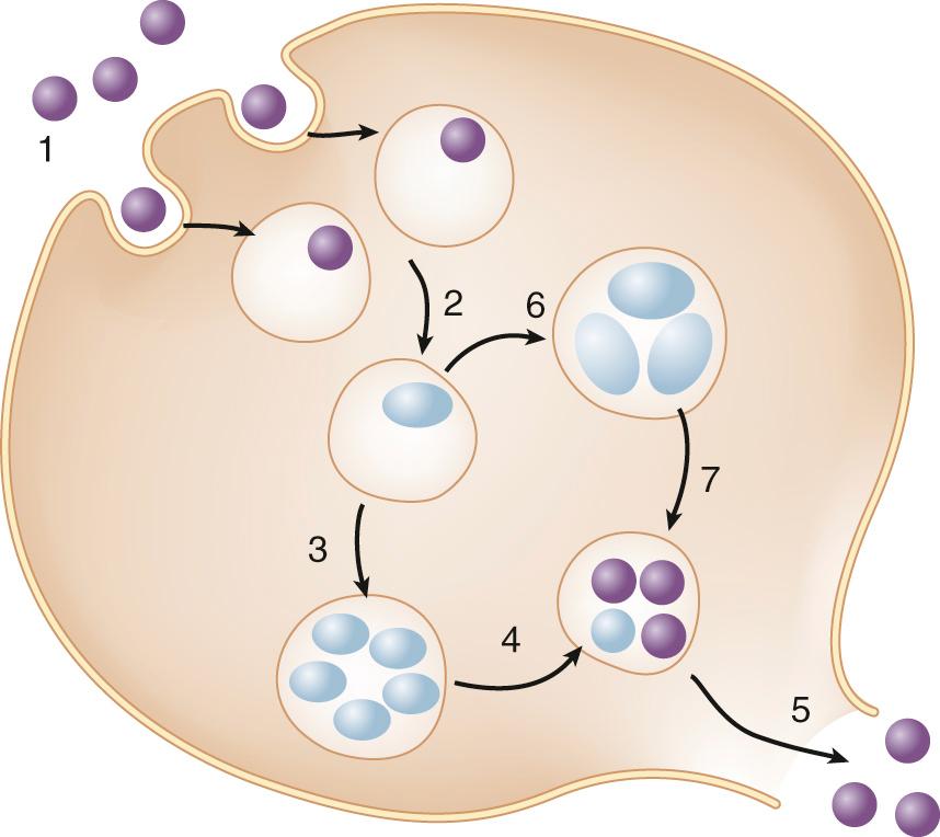 Chlamydia Trachomatis Trachoma And Urogenital Infections Clinical Tree