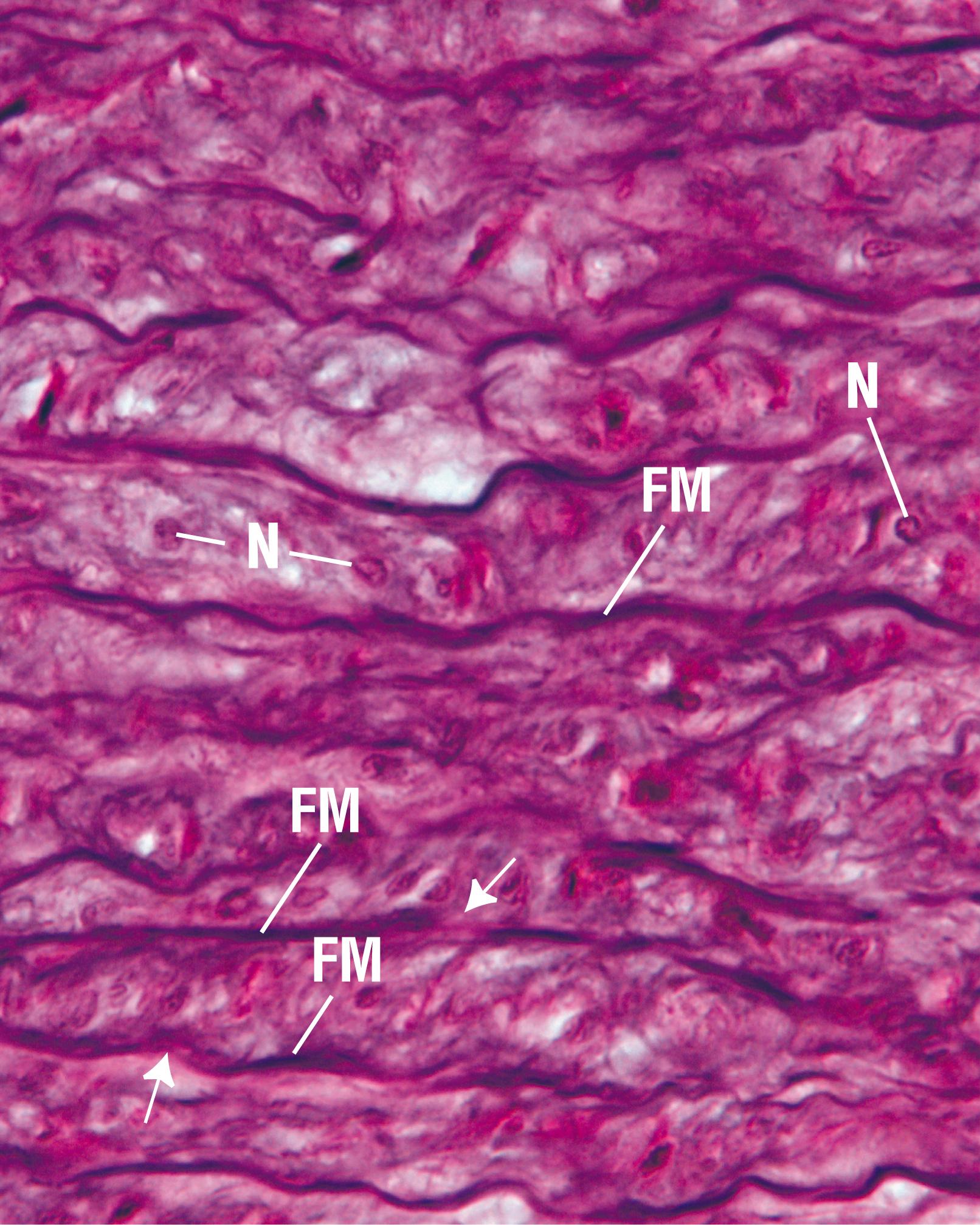 Circulatory System - Clinical Tree