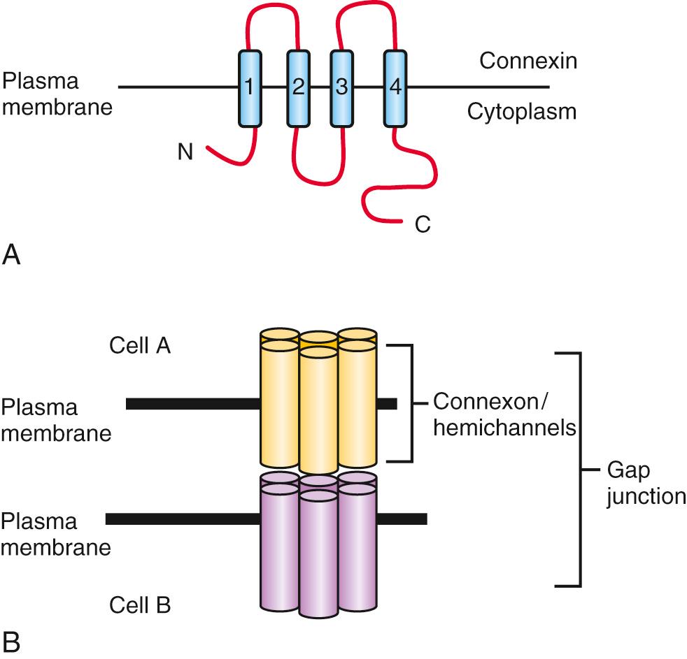 Common Signaling Pathways Used During Development - Clinical Tree