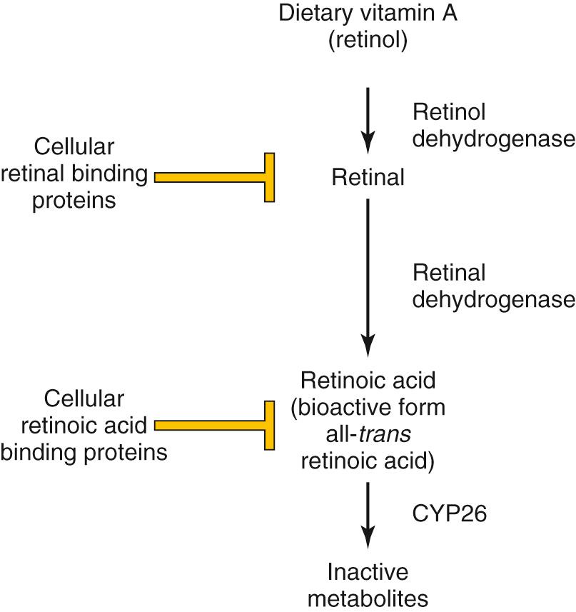 Common Signaling Pathways Used During Development - Clinical Tree