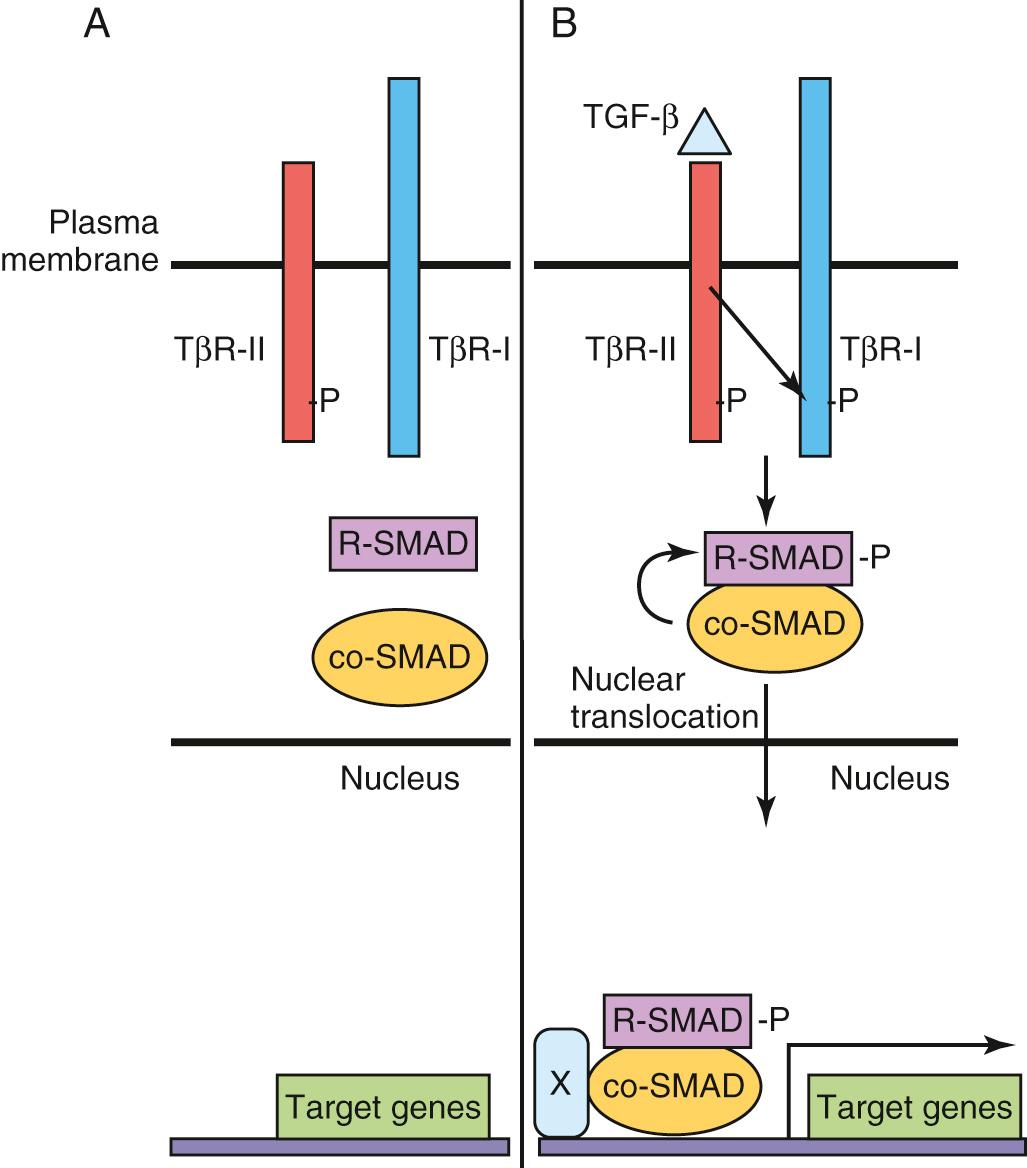 Common Signaling Pathways Used During Development - Clinical Tree