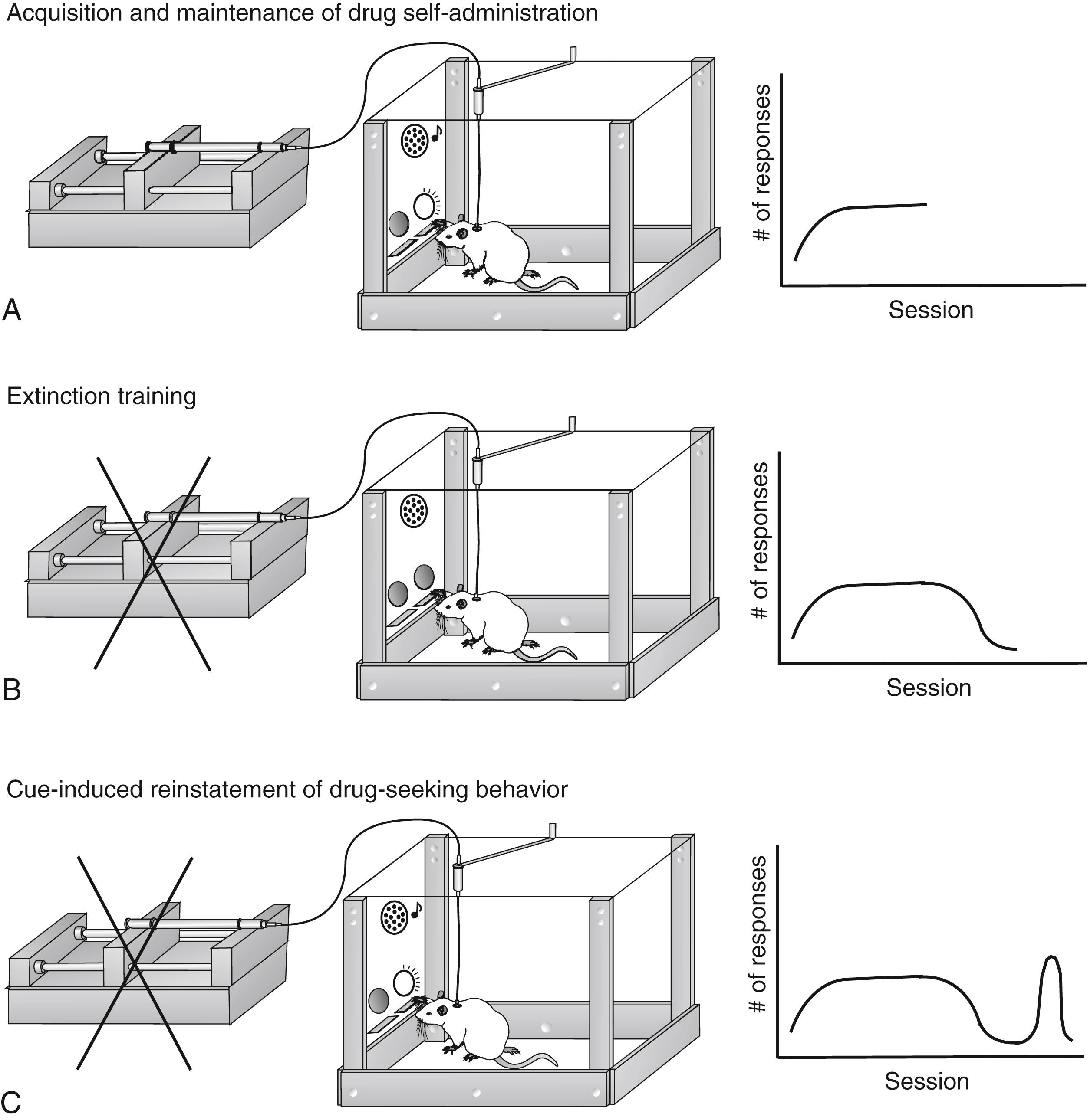 Conditioning of Addiction - Clinical Tree