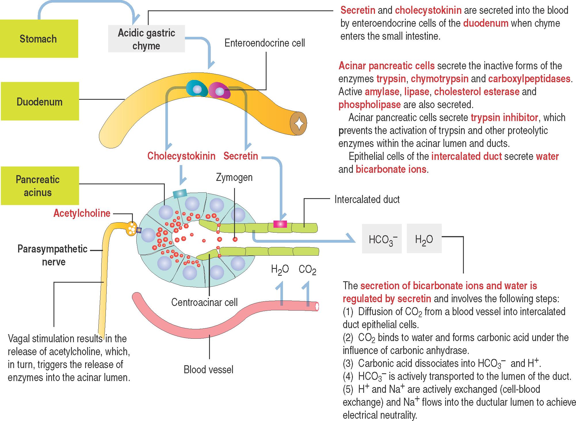 DIGESTIVE GLANDS - Clinical Tree