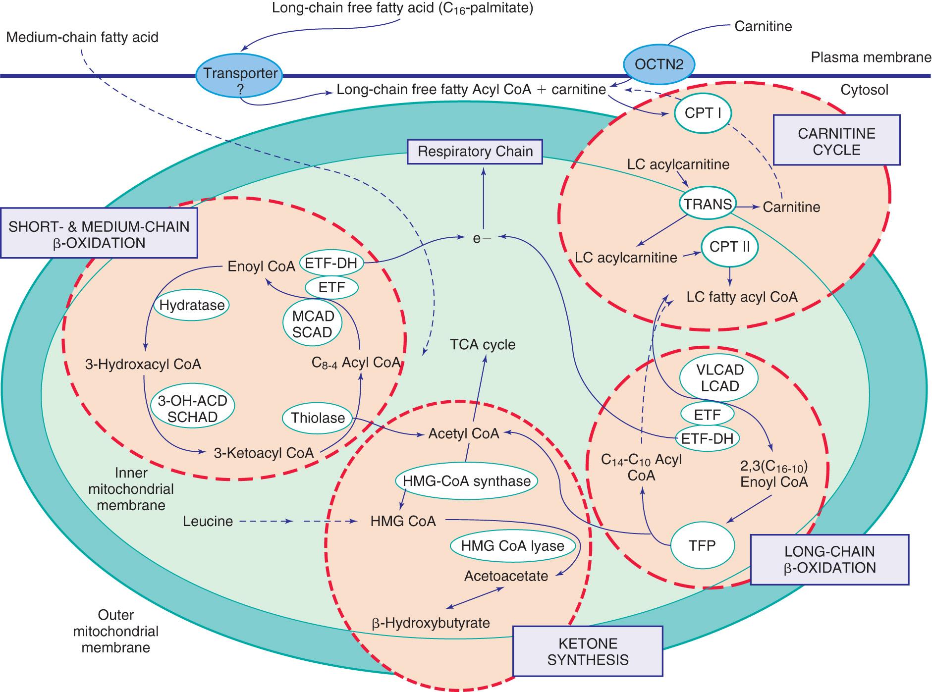 Defects in Metabolism of Lipids - Clinical Tree