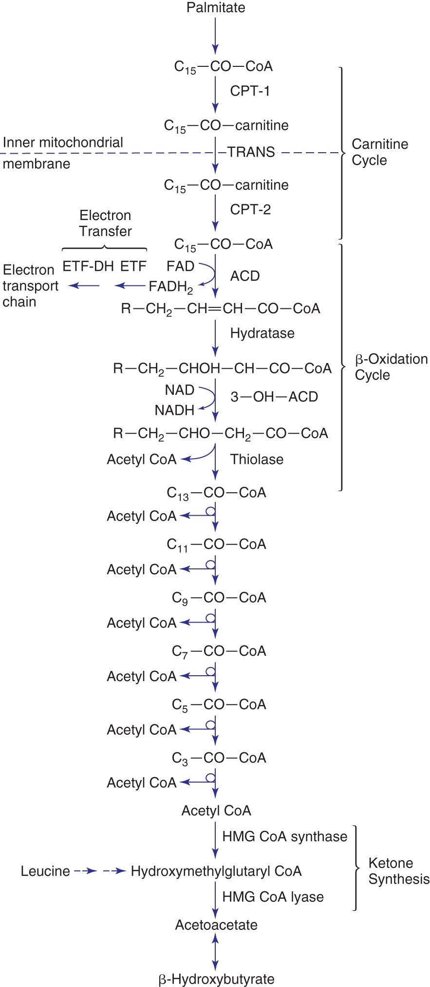 Defects in Metabolism of Lipids - Clinical Tree