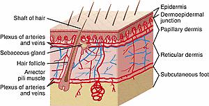 Dermatologic Presentations - Clinical Tree