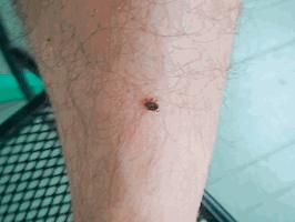 Dermatologic Presentations - Clinical Tree