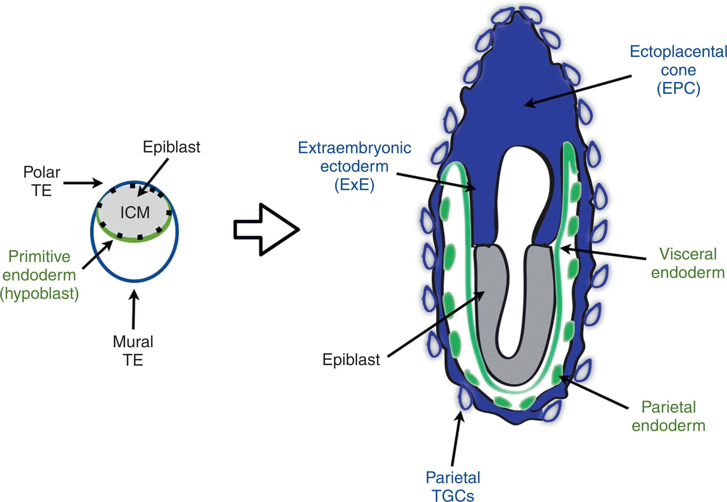 Development, Function, and Pathology of the Placenta - Clinical Tree