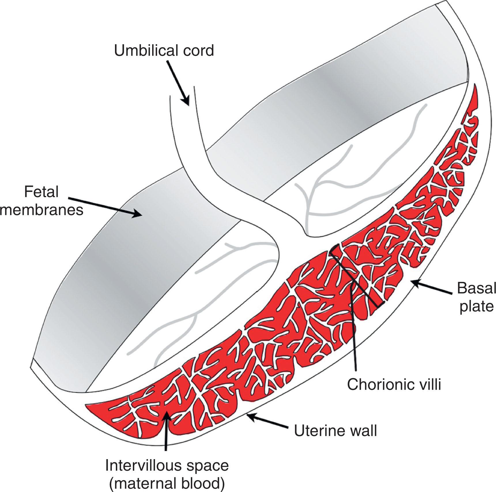 Development, Function, and Pathology of the Placenta - Clinical Tree