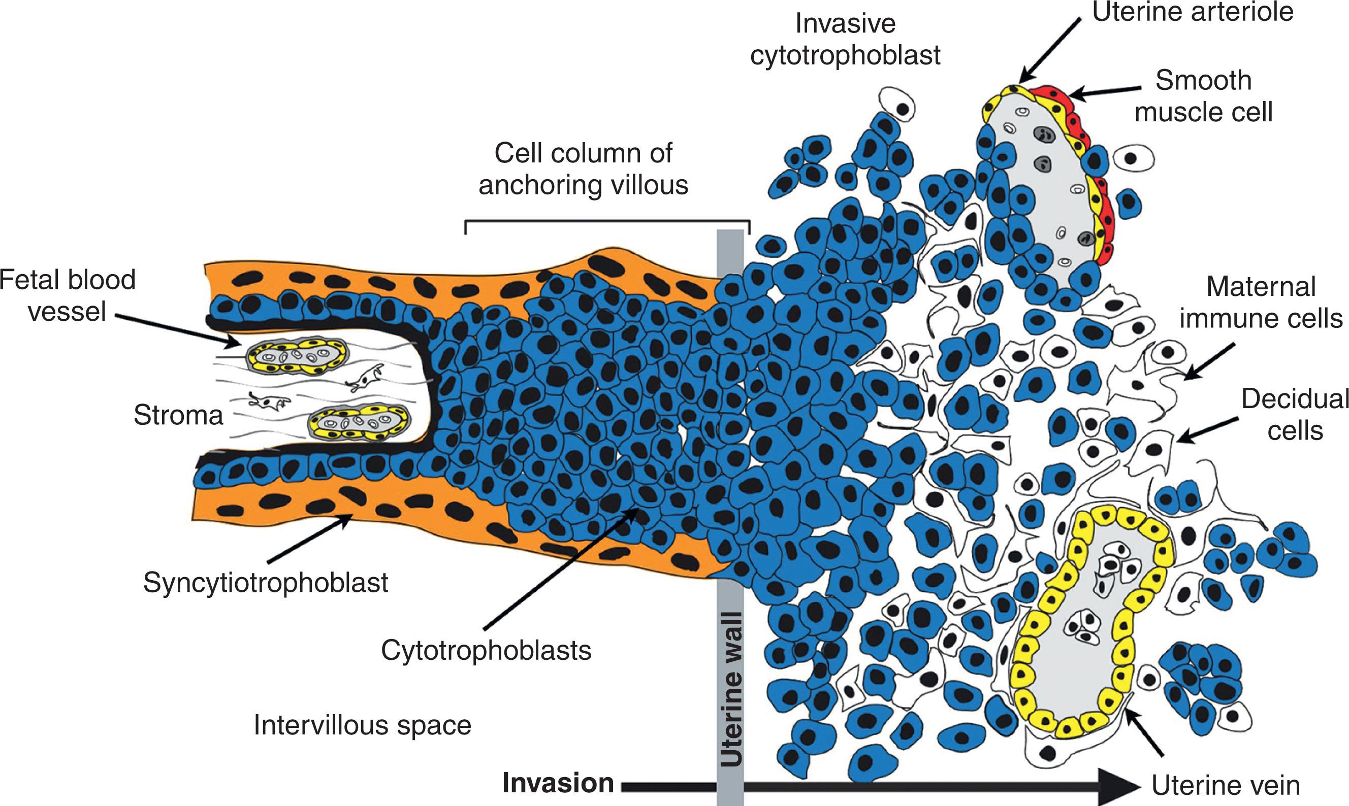 Development, Function, and Pathology of the Placenta - Clinical Tree