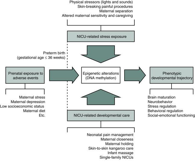 Developmental Care—Understanding and Applying the Science - Clinical Tree