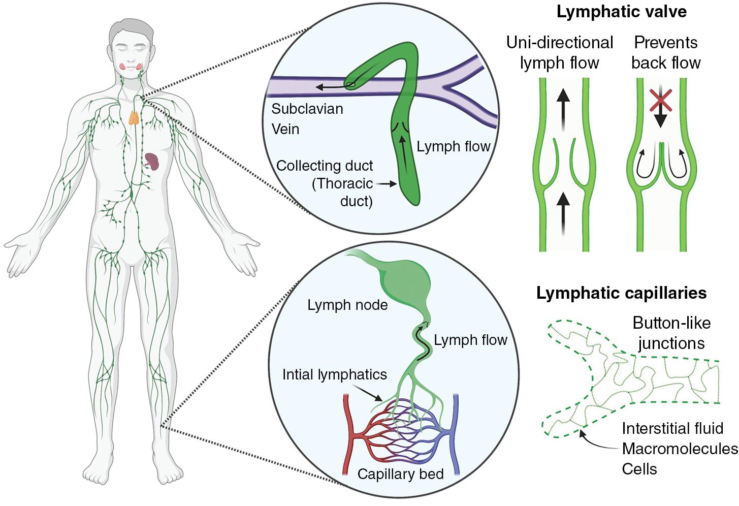 Development and structure of the lymphoid system - Clinical Tree