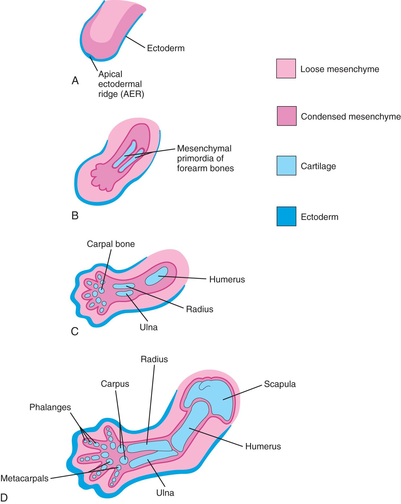 Development of Limbs - Clinical Tree