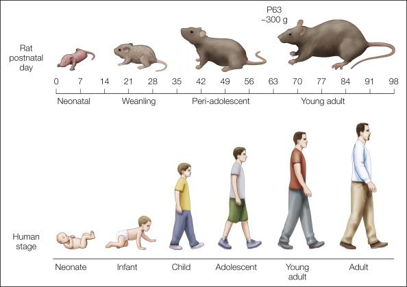 Development of Pain Pathways and Mechanisms - Clinical Tree
