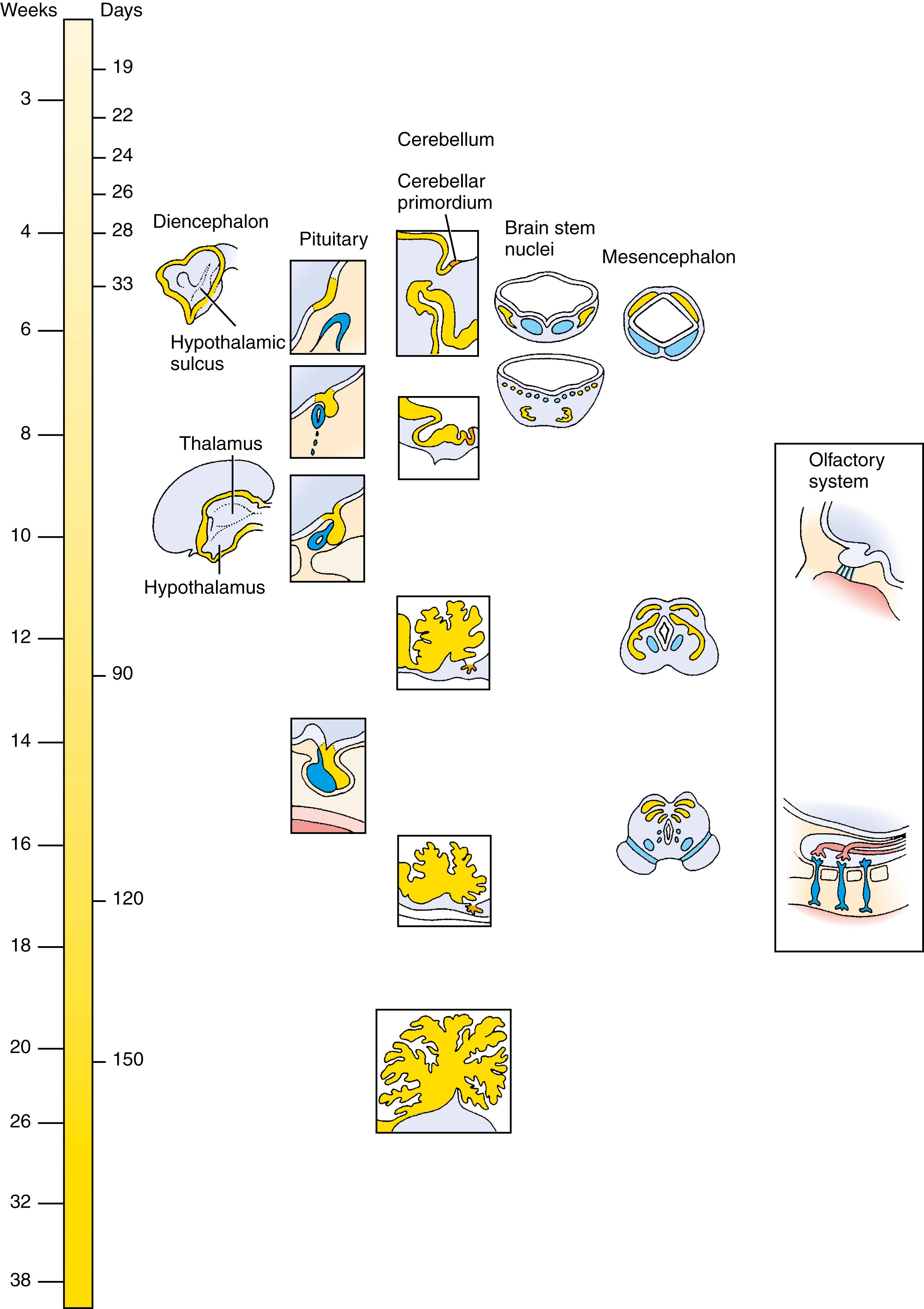 Development of the Central Nervous System - Clinical Tree
