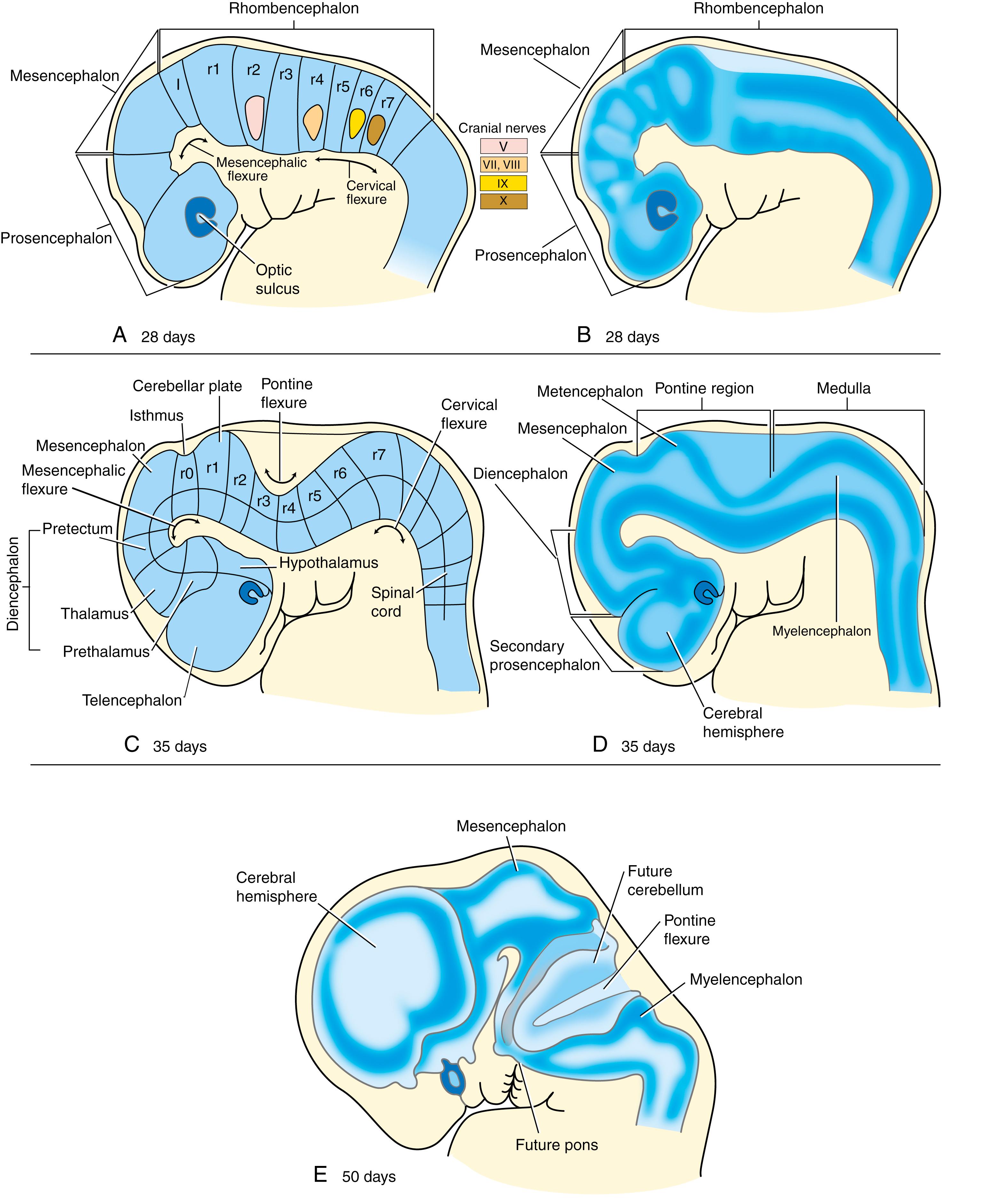 Development of the Central Nervous System - Clinical Tree